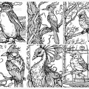 36 World of Birds Coloring Pages| Adult Kid Coloring Book Download ...