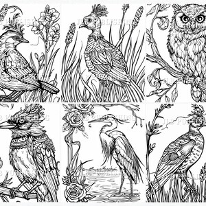36 World of Birds Coloring Pages| Adult Kid Coloring Book Download ...