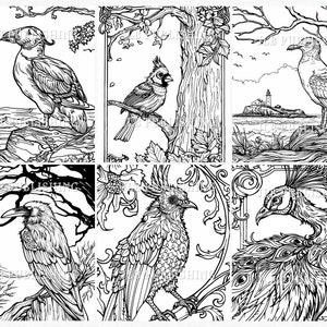 36 World of Birds Coloring Pages| Adult Kid Coloring Book Download ...