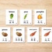 Vegetable Food Chinese Flashcards With Audio (digital Download ...