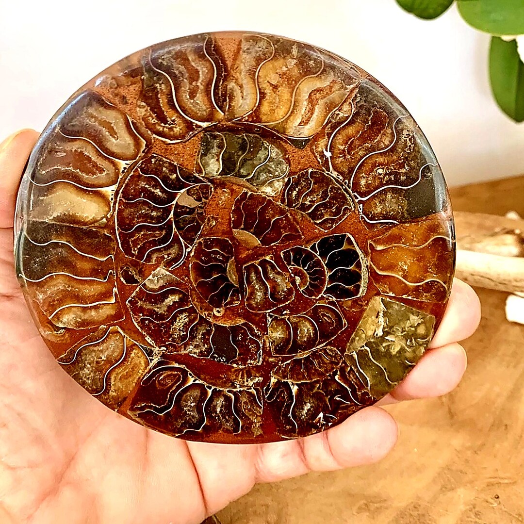 Polished Fossilized Ammonite – Decorative Plate Made From Natural ...