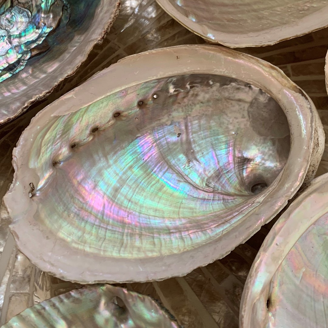 Abalone Shell, Mother-of-pearl, Vietnamese Abalone, Fumigation ...