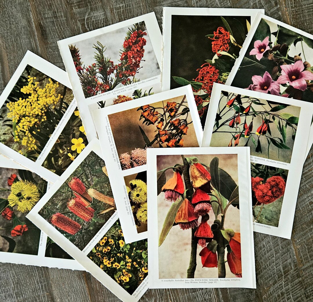 Coloured Flower Photographs. 1950s Vintage Gardening Pages for Junk ...