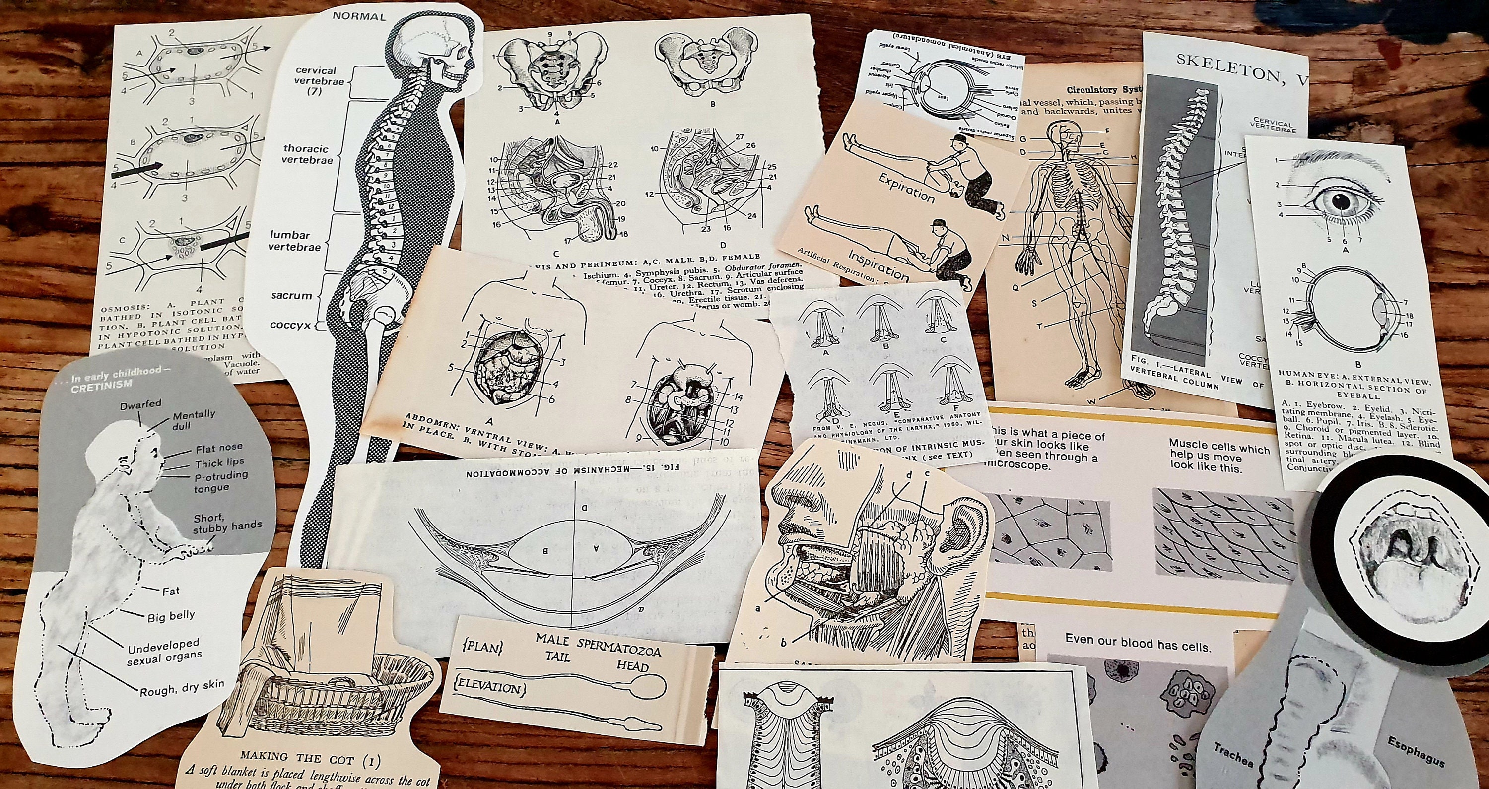 Medical Diagrams. Vintage Black and White Cutouts for Junk - Etsy Australia