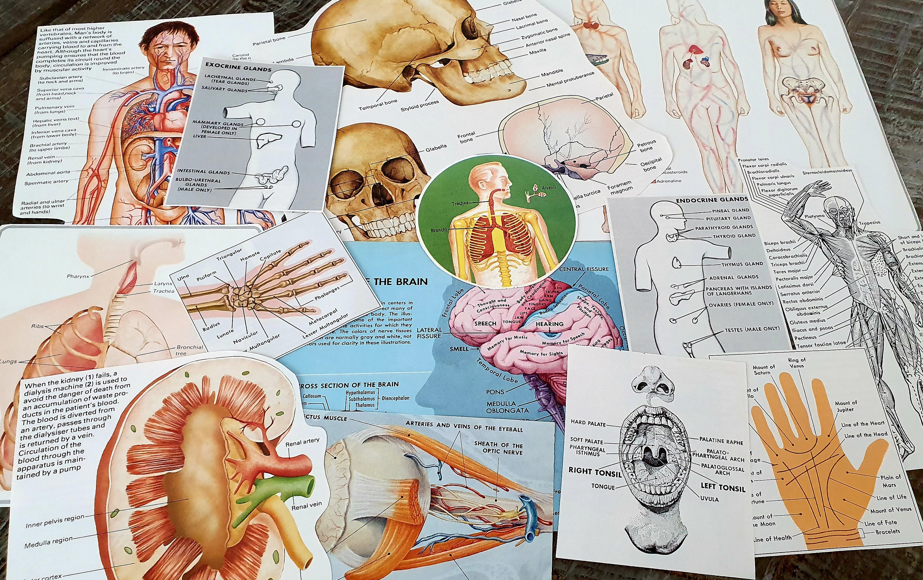 1980 Colour Medical Diagram Cutouts for Junk Journal, Scrapbook ...