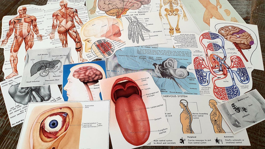 1980 Colour Medical Diagram Cutouts for Junk Journal, Scrapbook ...