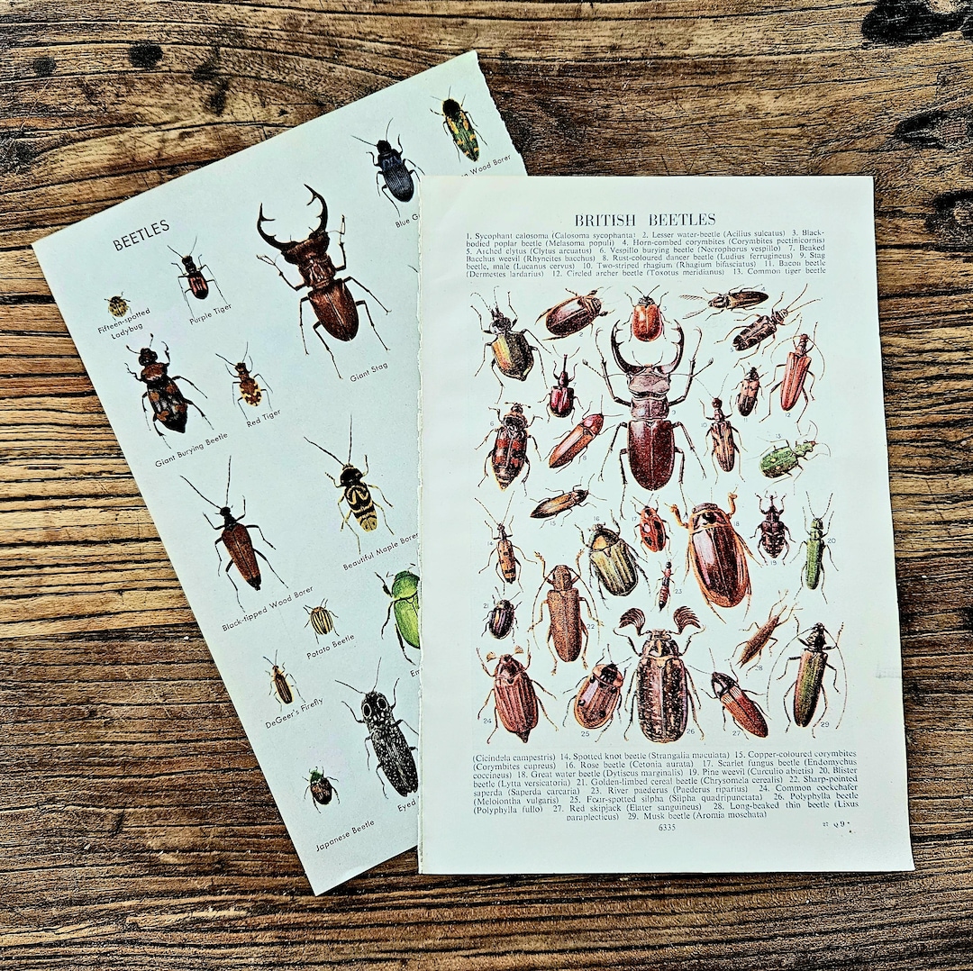Beatles and Bugs Illustration. Vintage Encyclopedia for Junk Journals ...