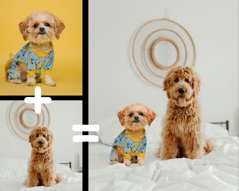 Pet Editing, Photo Retouching, Custom Dog Portrait, Photoshop Services ...