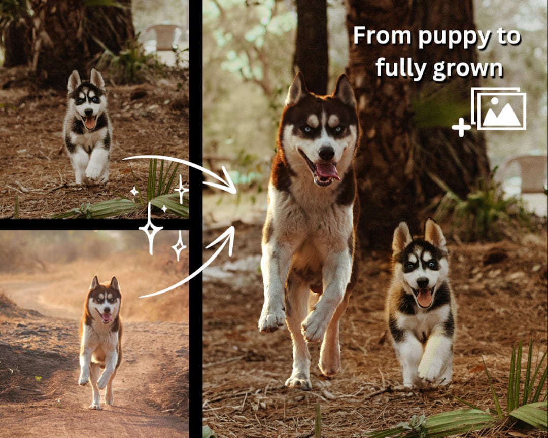 Pet Editing, Photo Retouching, Custom Dog Portrait, Photoshop Services ...