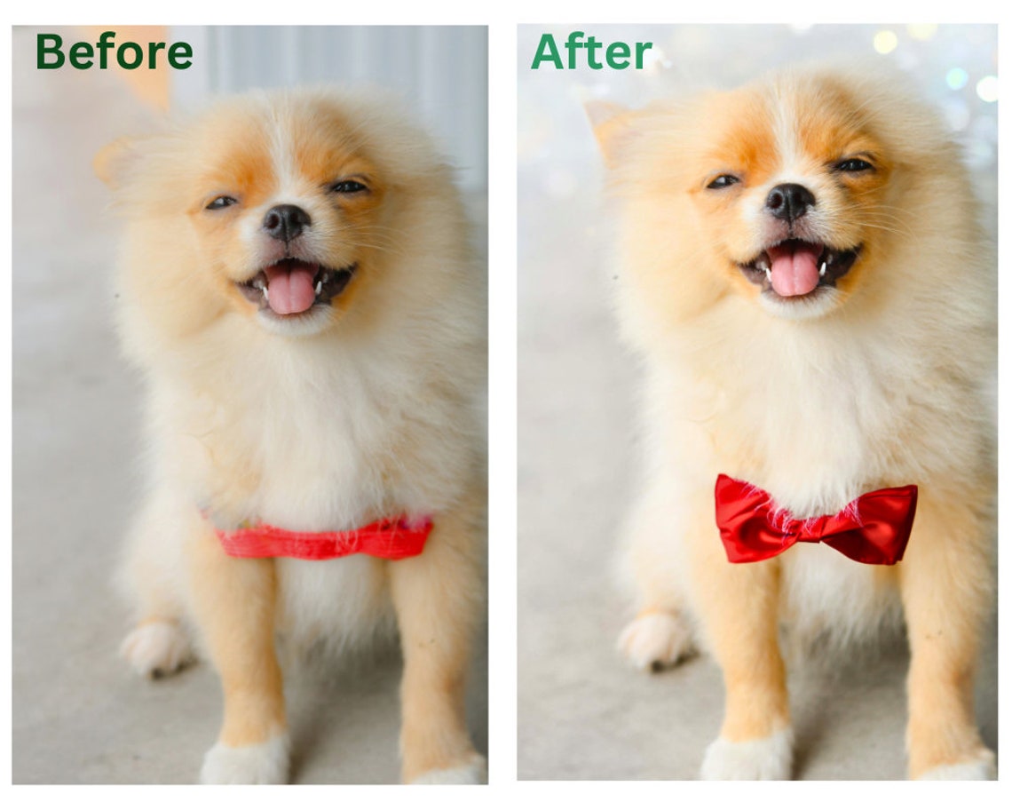 Photoshop Pets, Photoshop Dog, Pet Photo Retouch, Pet Photo Editing ...