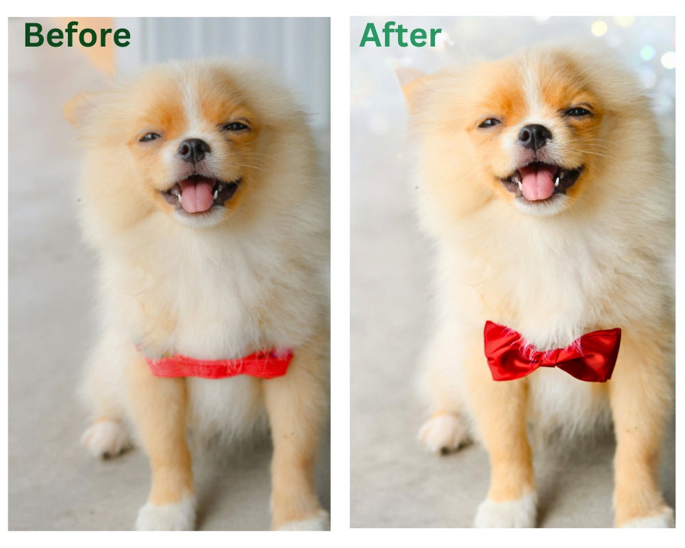 Photoshop Pets, Photoshop Dog, Pet Photo Retouch, Pet Photo Editing ...