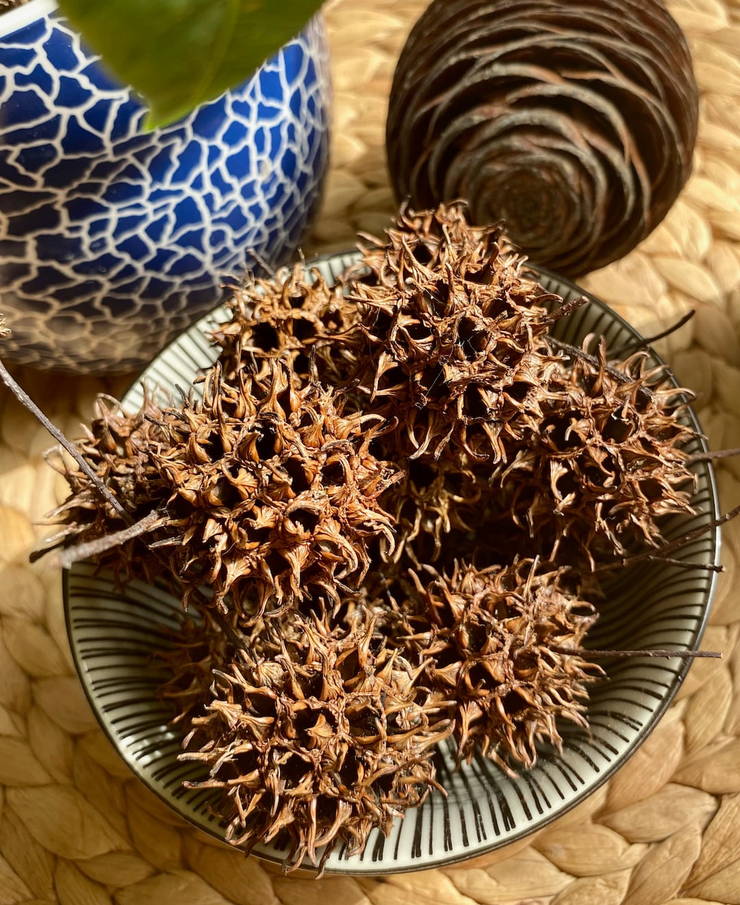 Sweet Gum Tree Balls Spiky Clusters 80g/20 Balls - Etsy New Zealand