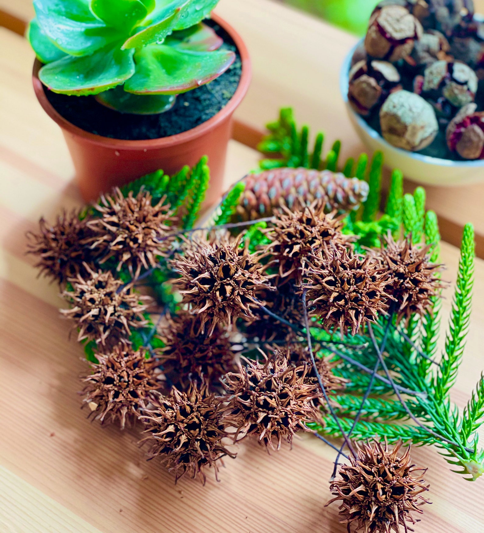 Sweet Gum Tree Balls Spiky Clusters 80g/20 Balls - Etsy