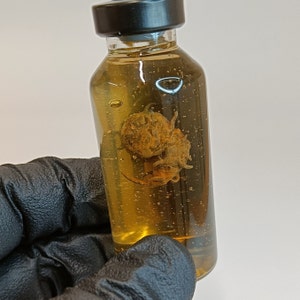 Resident Evil / Las Conexiones / Cadou Parasite / Vial Prop - Etsy