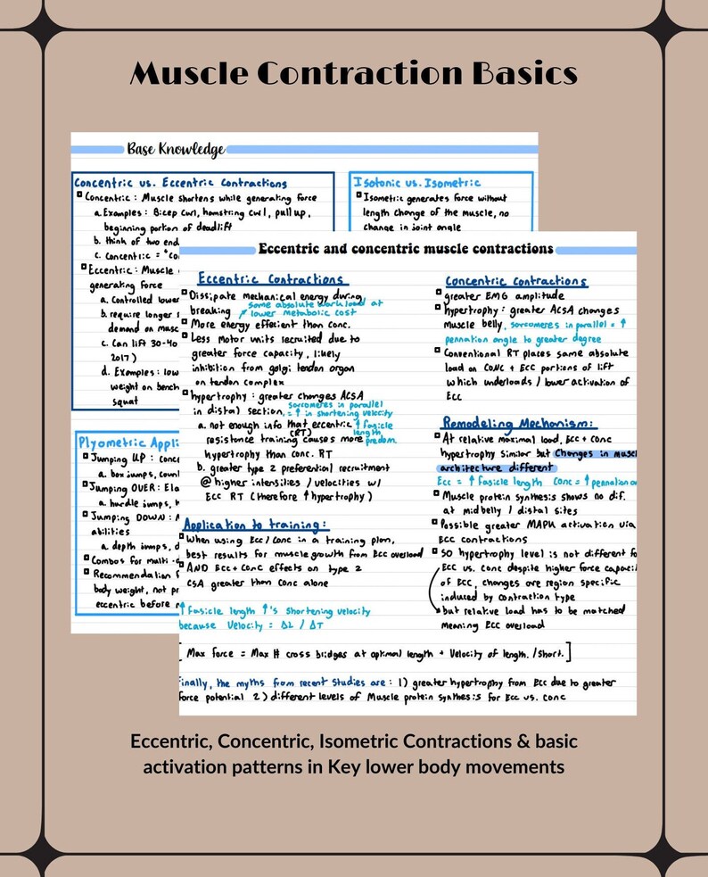 Muscle Contraction Basics Notes - Exercise Physiology - Etsy