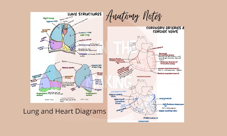Anatomy Diagrams for the Heart Vessels and Lung Structures - Etsy
