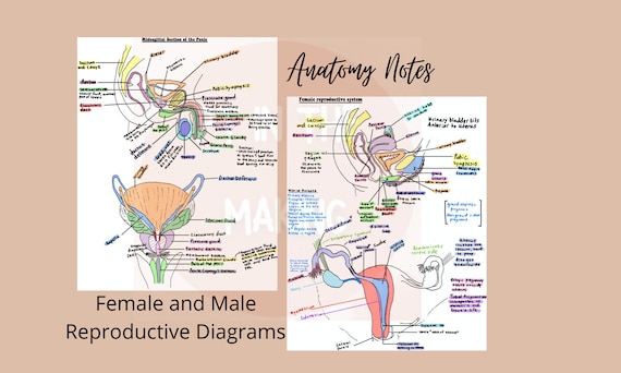 Anatomy Notes Over Male and Female Reproductive Systems - Etsy