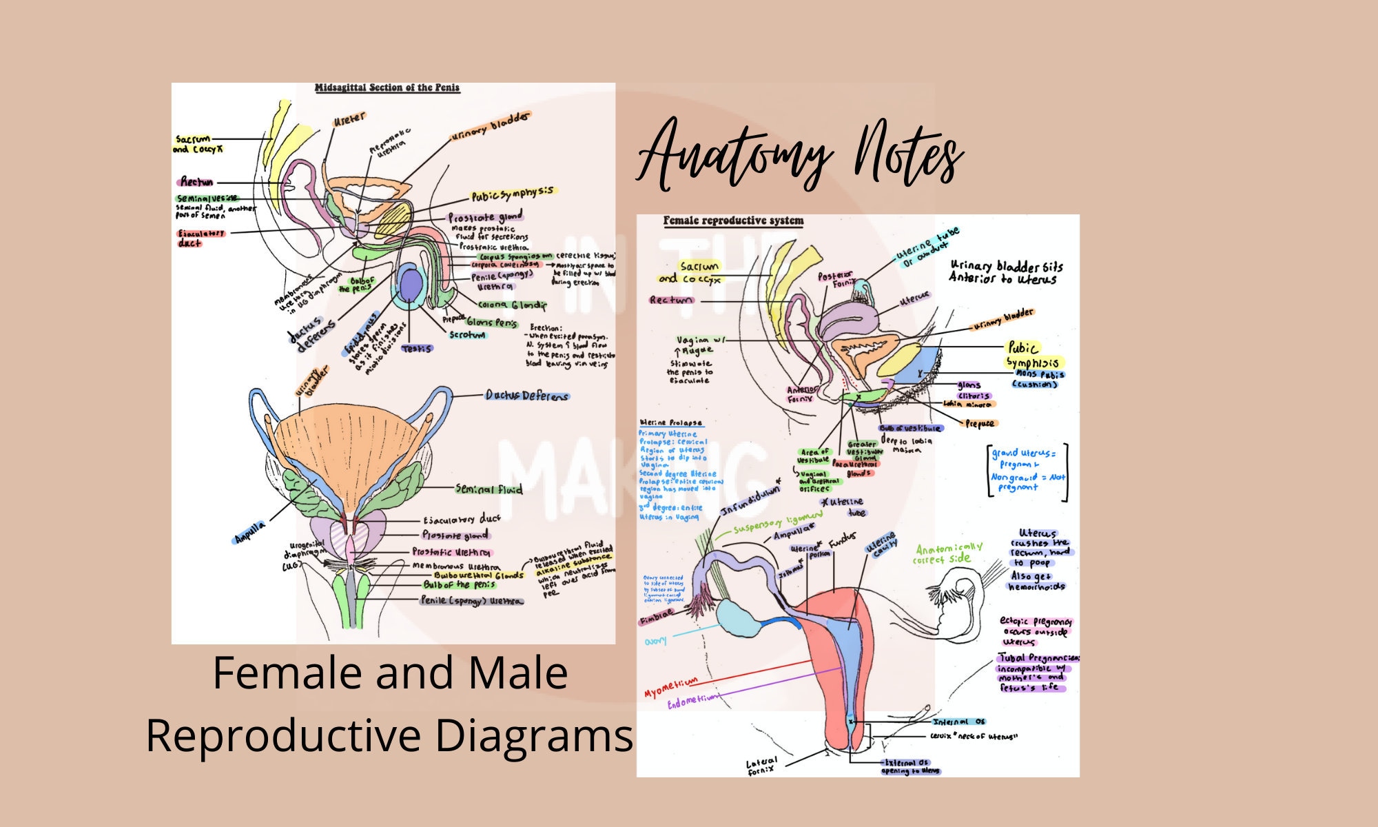Anatomy Notes Over Male and Female Reproductive Systems - Etsy