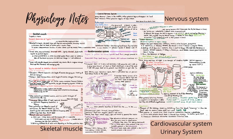 Human Physiology Notes Bundle - Etsy