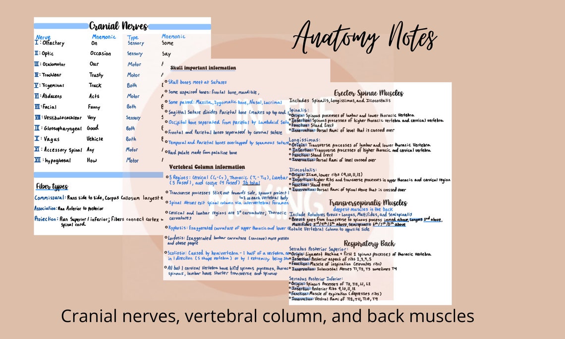 Anatomy Notes for the Spinal Column Deep Back Muscles and - Etsy