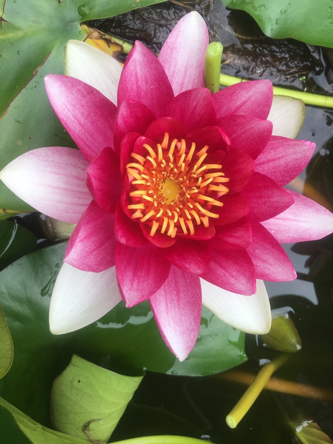 Nymphaea Ploydaeng Live Water Lily Pink Tuber Rhizome Hardy - Tropical ...