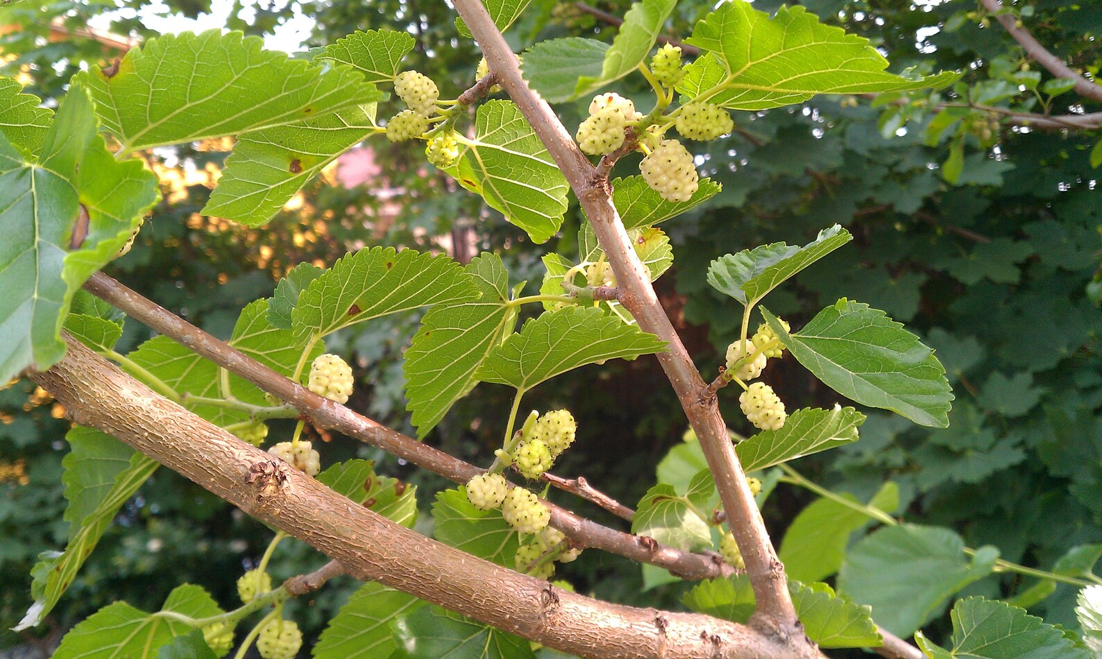 Hardy White Mulberry Tree 10 Cuttings Morus Alba Great Eating, Jam ...