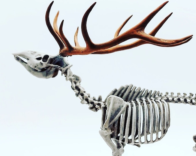 Human Skeleton Full - 1:18 Scale Miniature Size for Horror Diorama ...