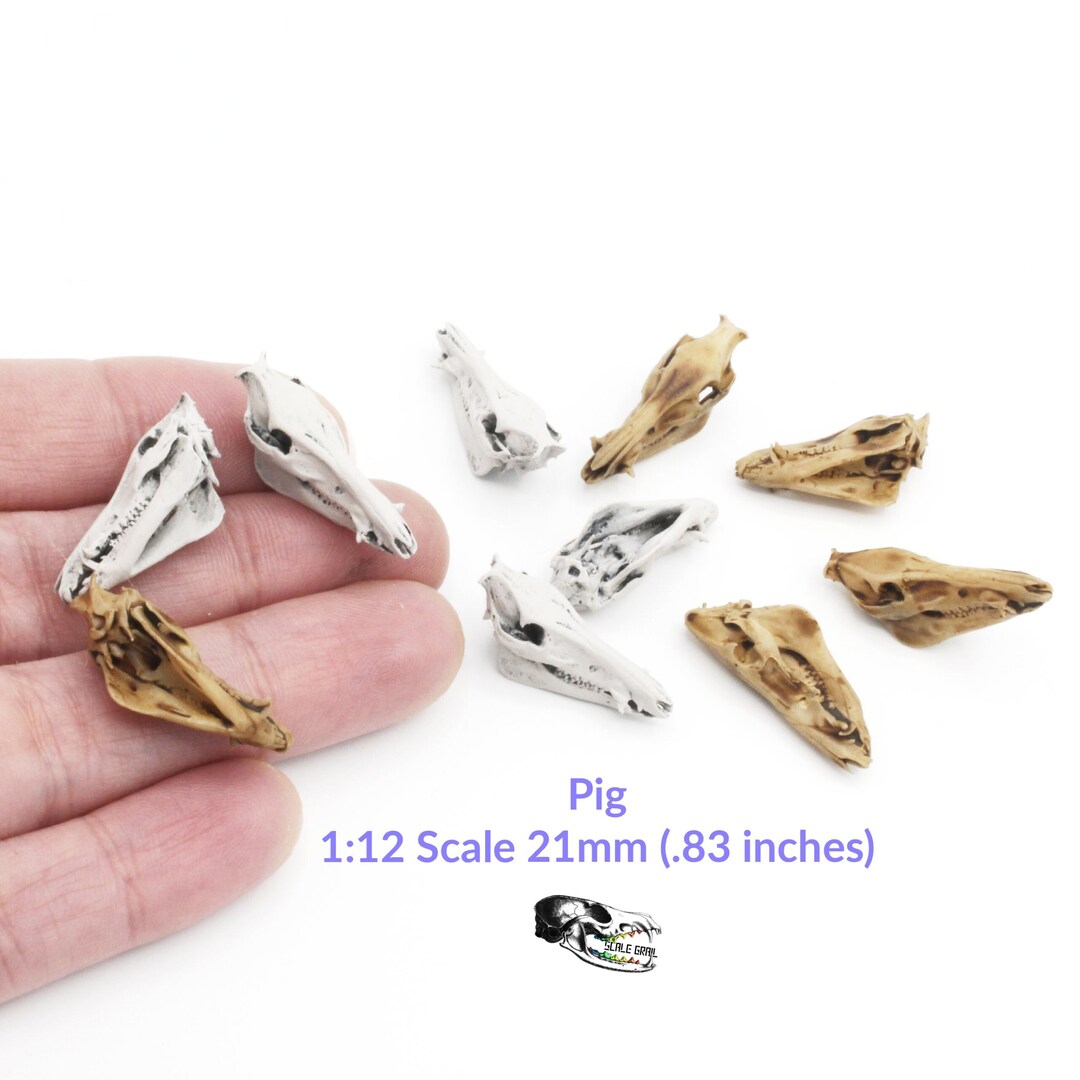 Pig Skull - 1:12 Scale Miniature Replica for Dollhouse, Diorama, Farm ...