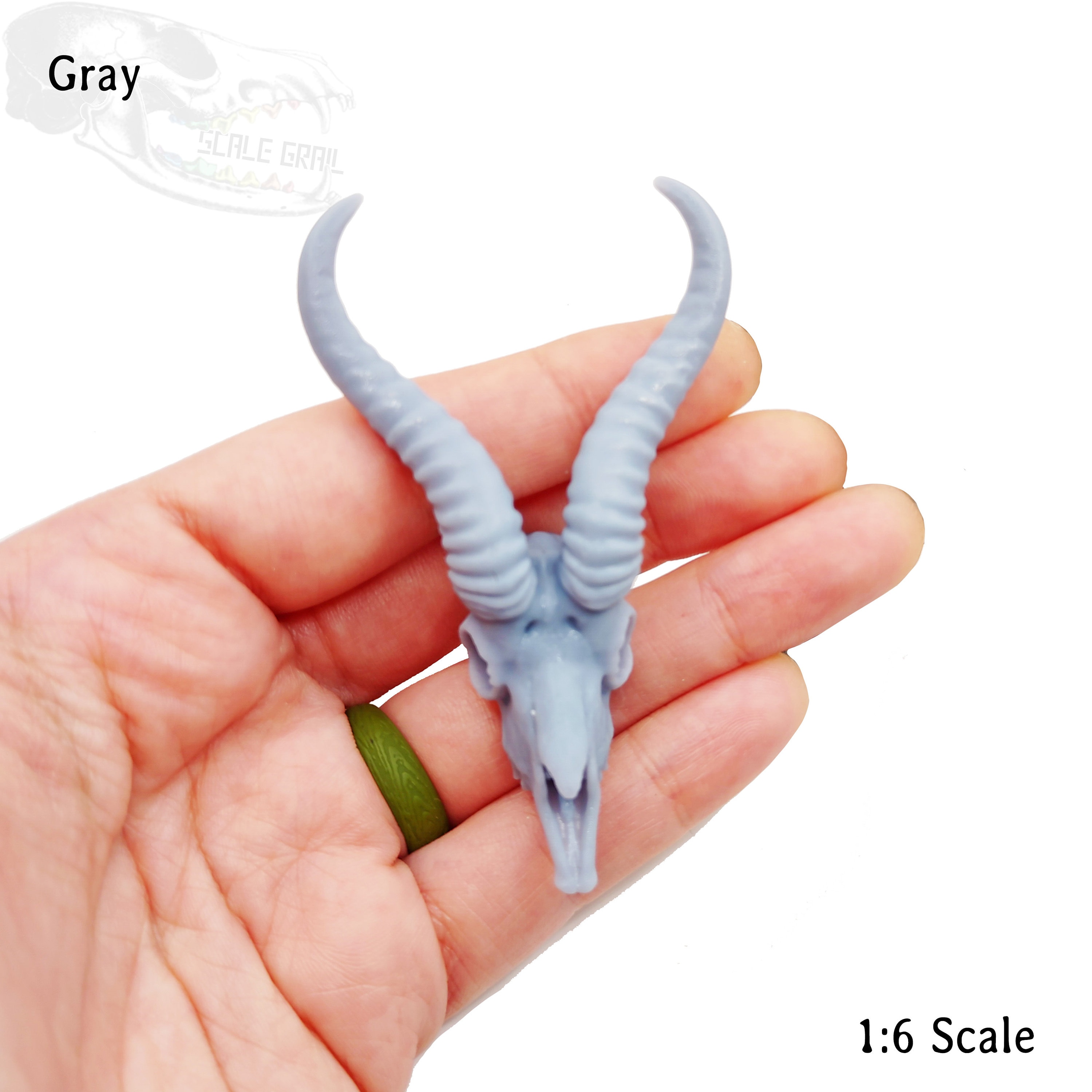 Springbok Skull Replica 1:6 Scale Miniature Animal Skulls for Use in ...
