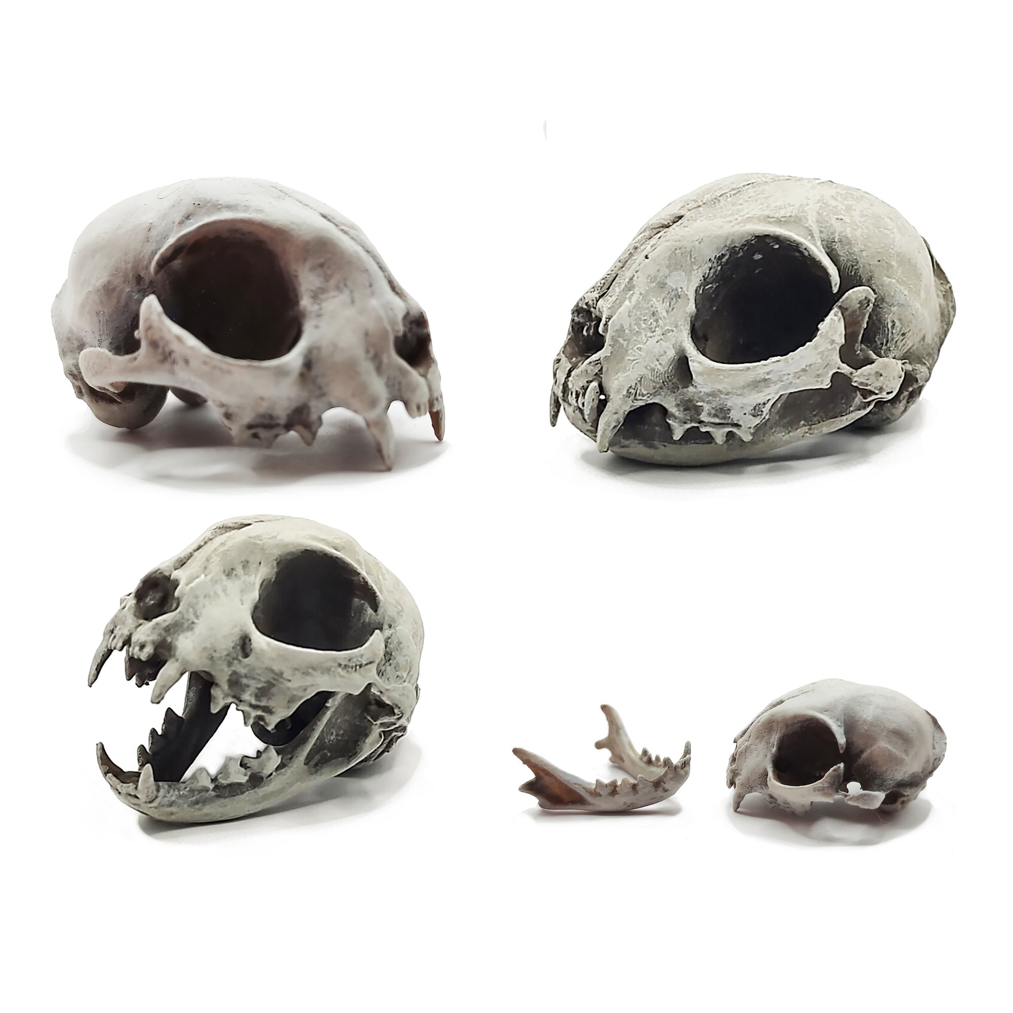 Cat Skull Replica 1:6 Scale Feline Skull for Diorama - Etsy