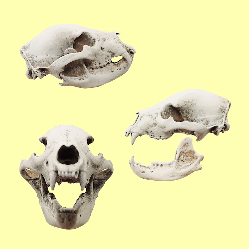 Bear Skull - Etsy