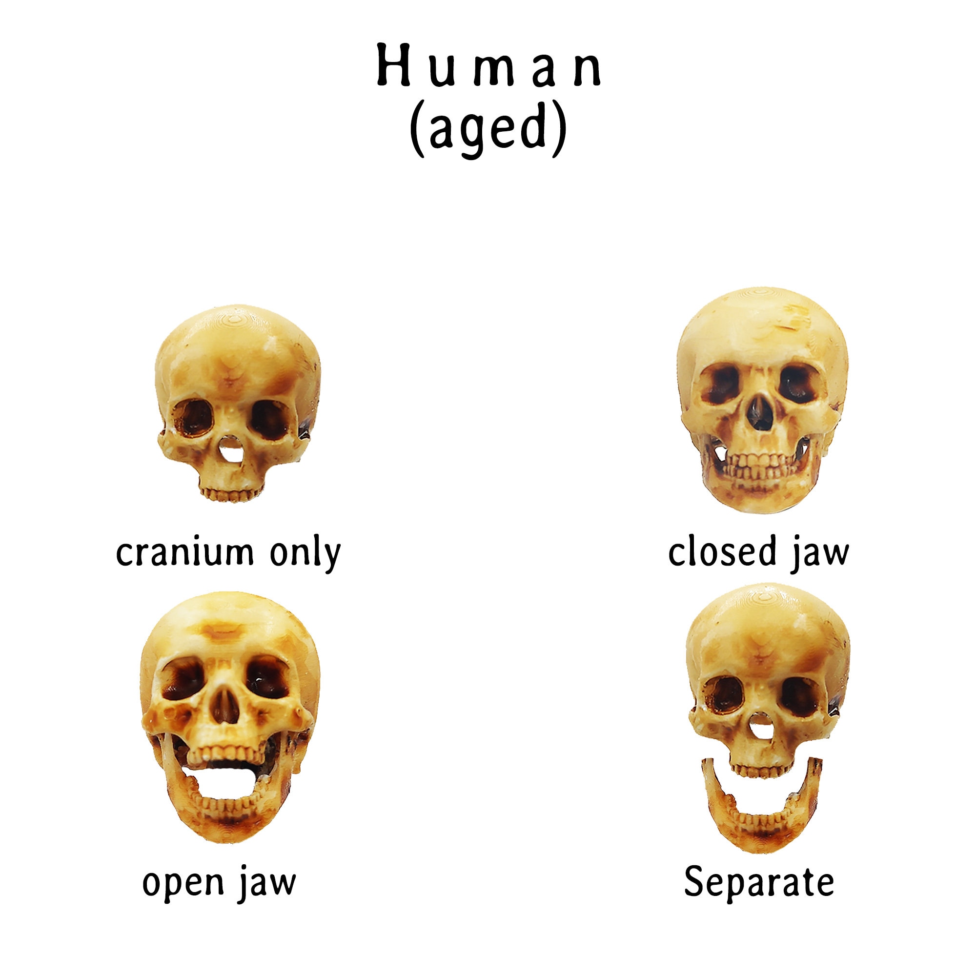 Human Skull Jaw Open