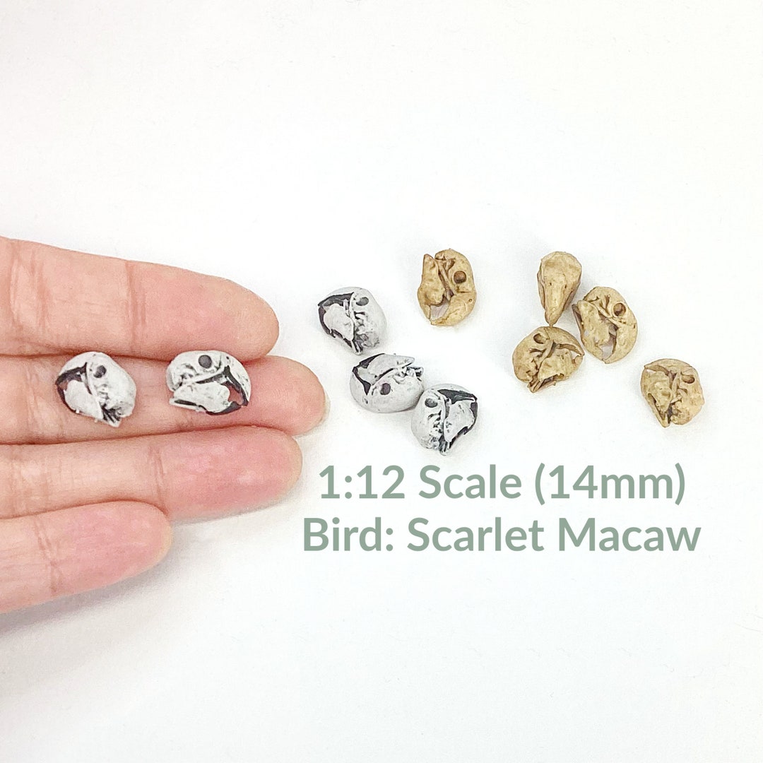 Miniature Parrot Skulls (scarlet Macaw) - 1:12 Scale Bird Skull Replica ...