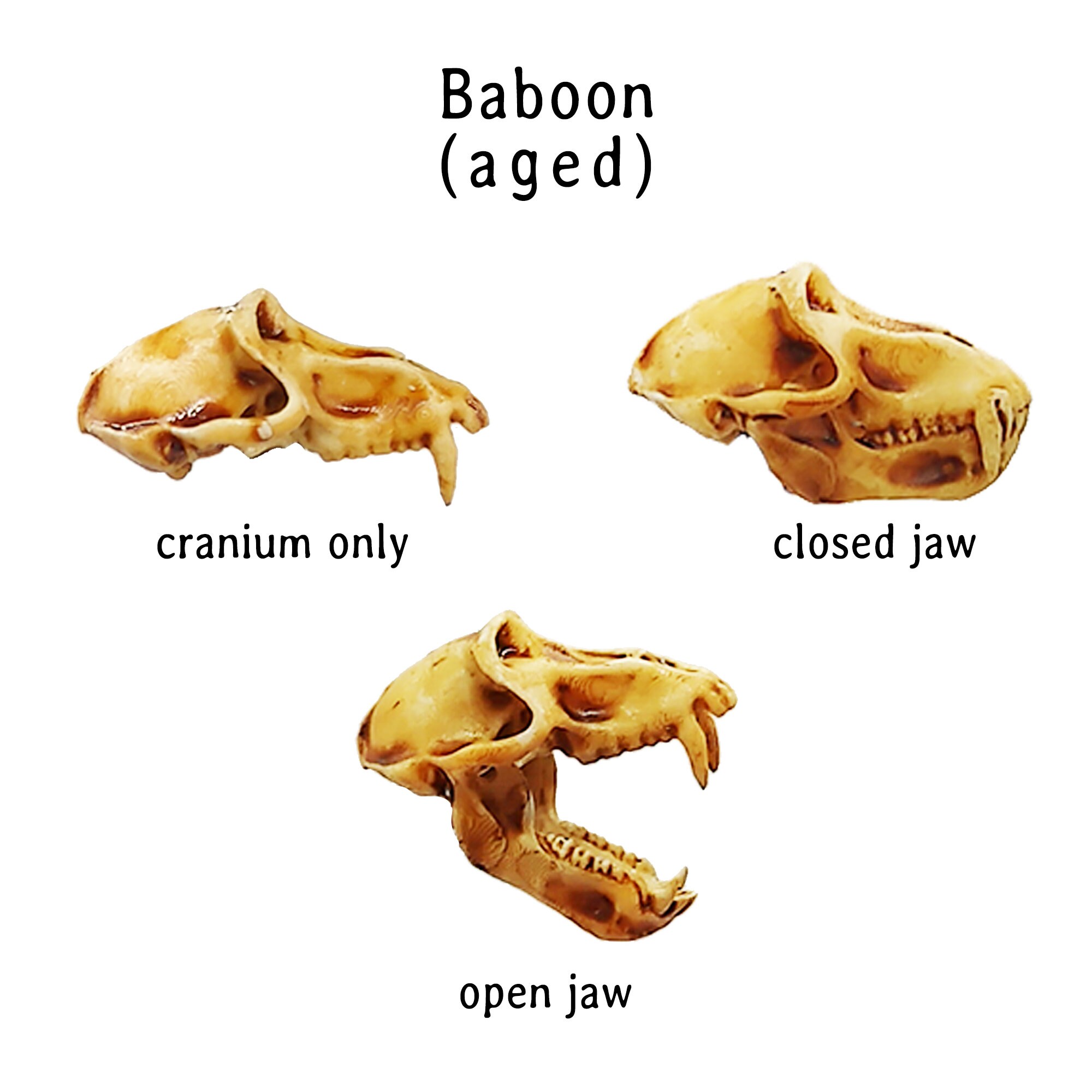 Baboon Skull Replica Miniature Primate Skull for 1:12 Scale - Etsy