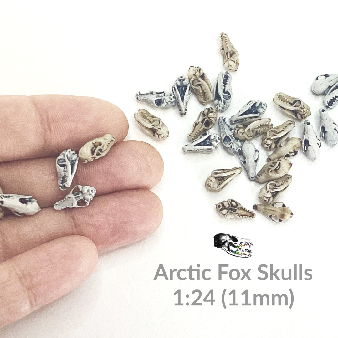 Miniature Fox Skulls (arctic Fox) - 1:24 Scale Dollhouse Diorama ...