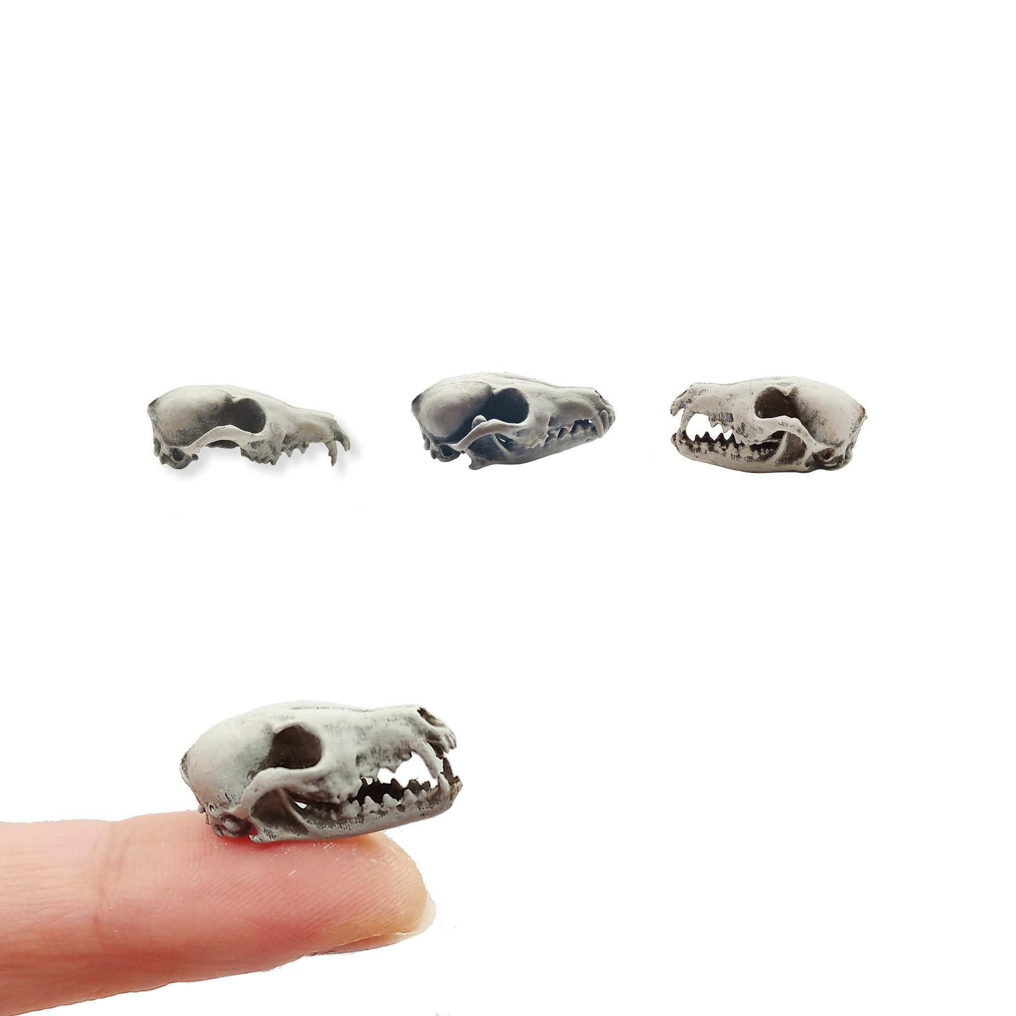 Fox Skull Replica 1:12 Scale Half Jaw Skull for Diorama - Etsy