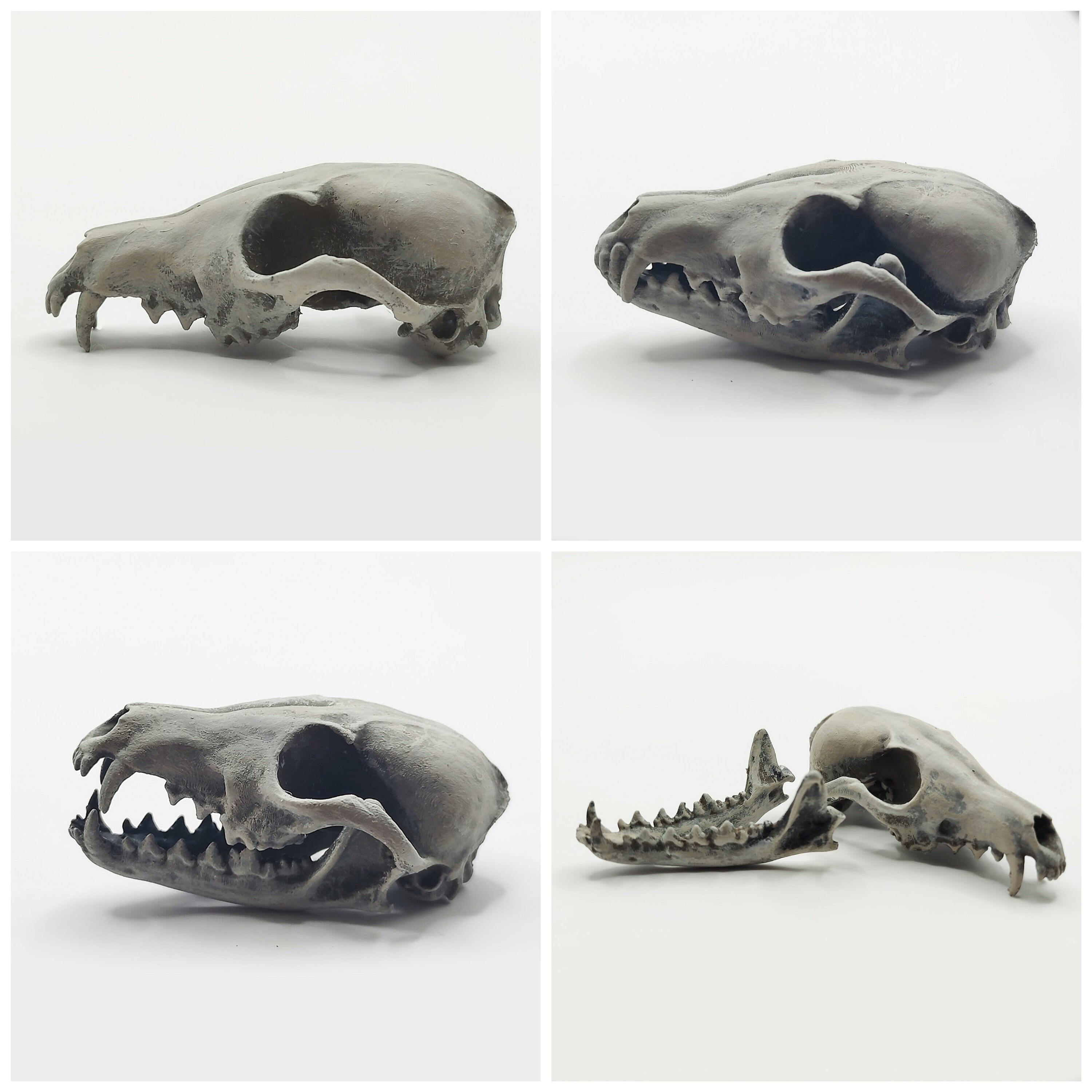 Fox Skull Cranium and Jaw 1:6 Scale Skull Replica for | Etsy