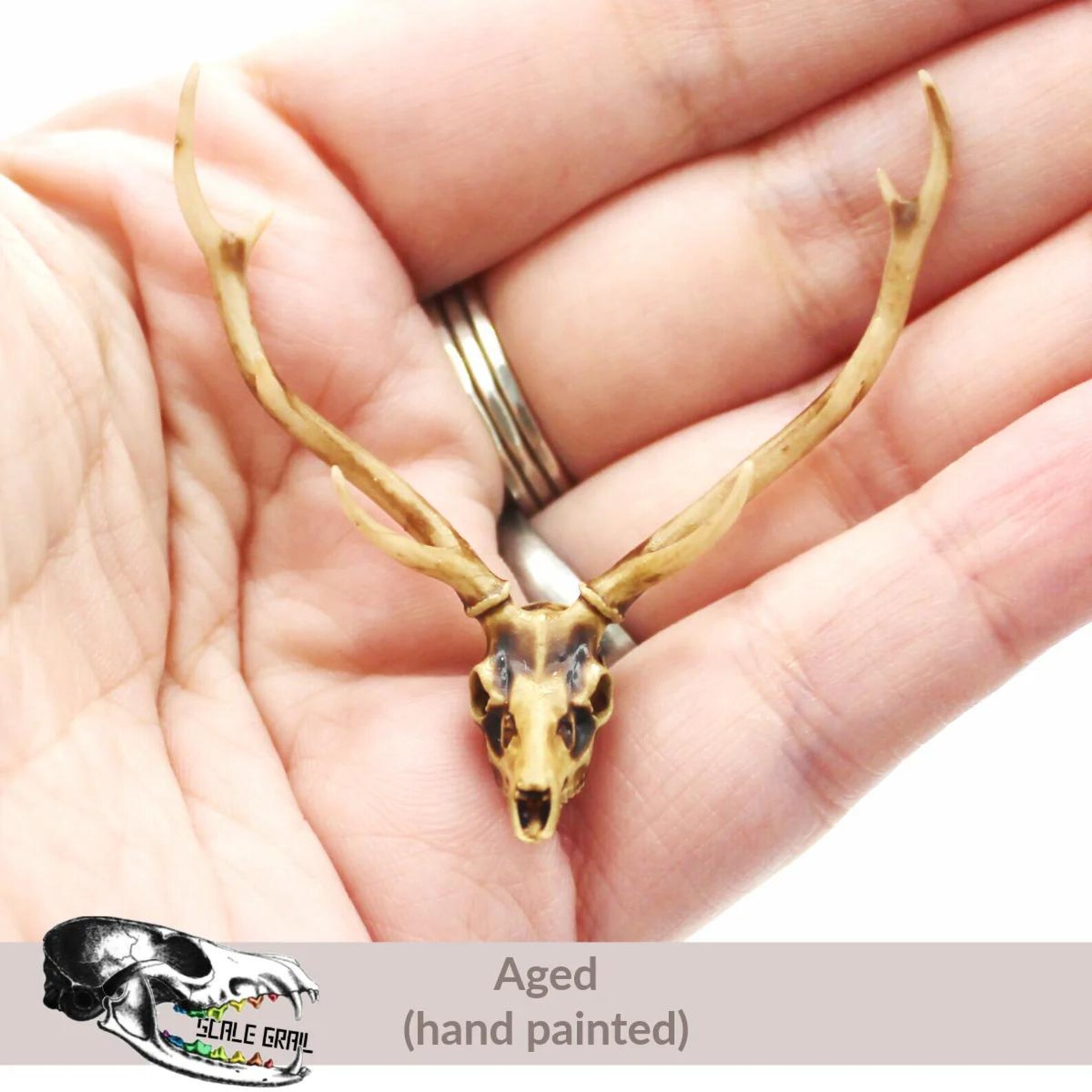 Axis Deer Skull (field Bones Core Series: Asia) Highly Detailed ...