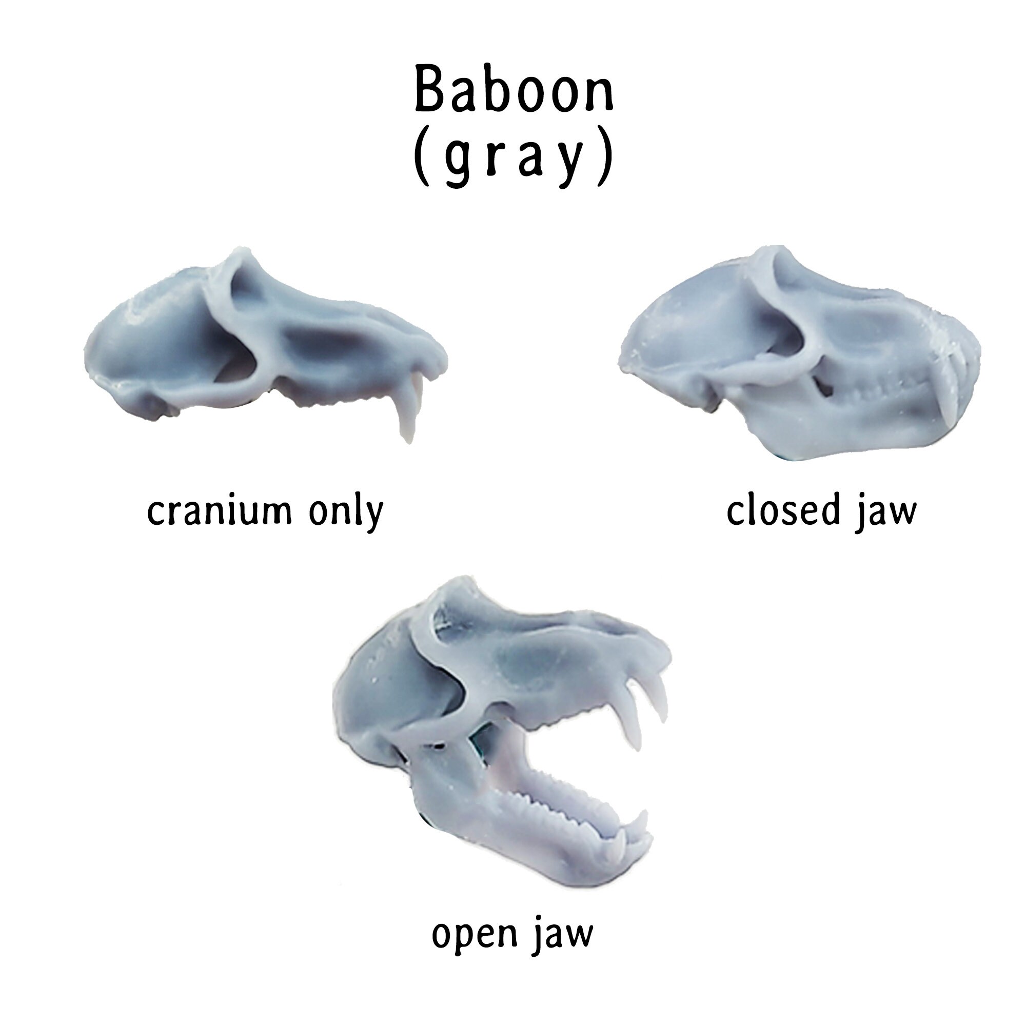 Baboon Skull Replica Miniature Primate Skull for 1:12 Scale - Etsy
