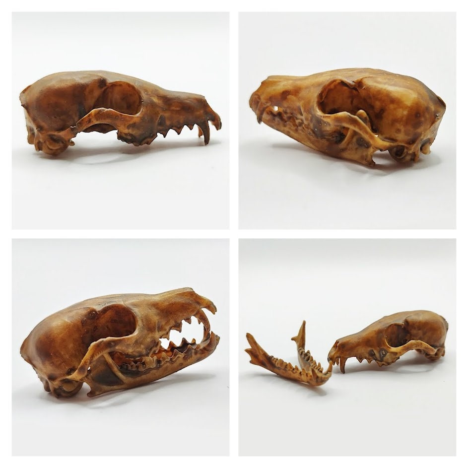 Fox Skull Cranium and Jaw 1:6 Scale Skull Replica for - Etsy