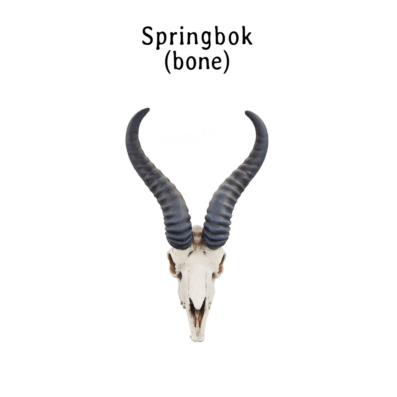 Springbok Skull Replica 1:6 Scale Miniature Animal Skulls for Use in ...
