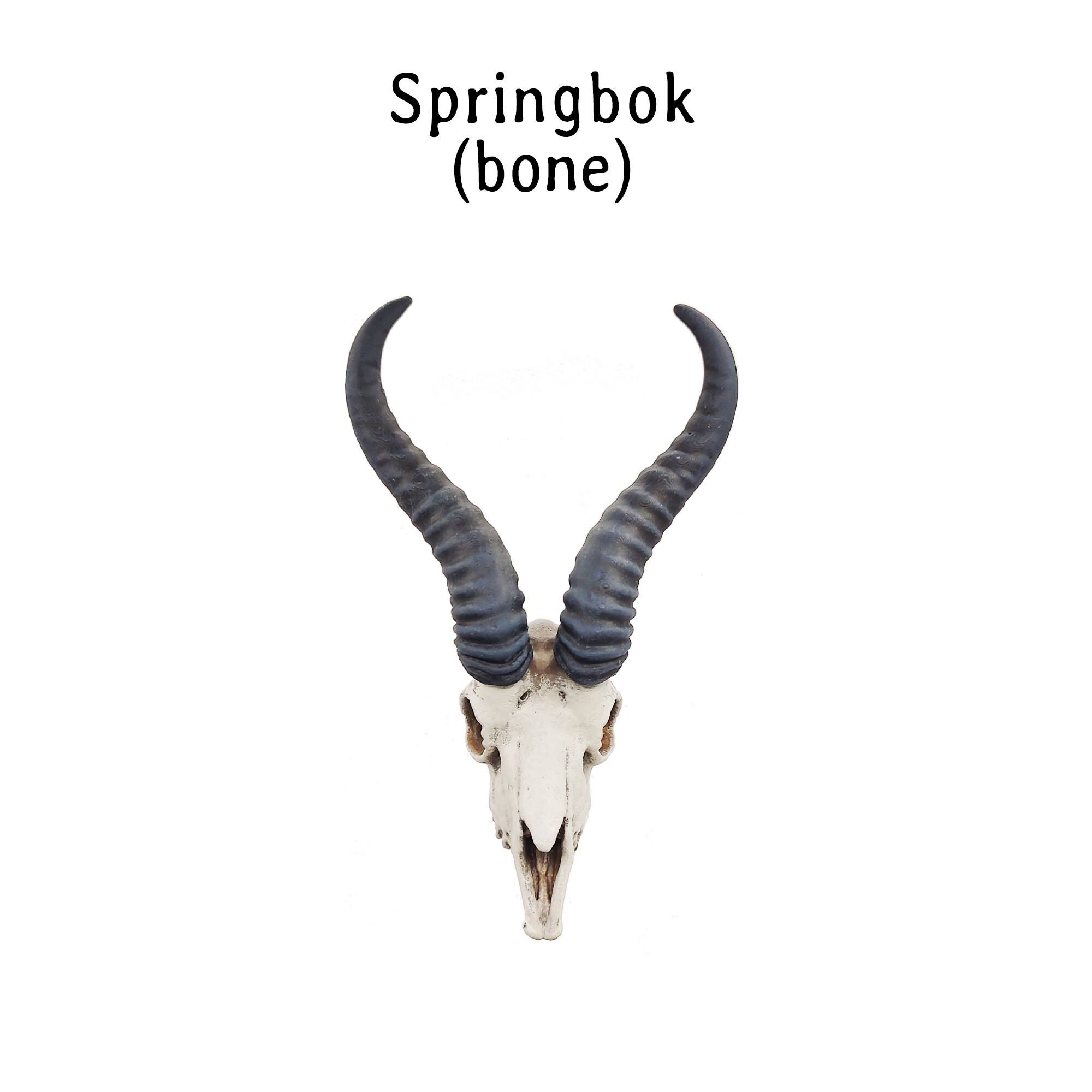 Springbok Skull Replica 1:12 Scale Miniature Animal Skulls - Etsy