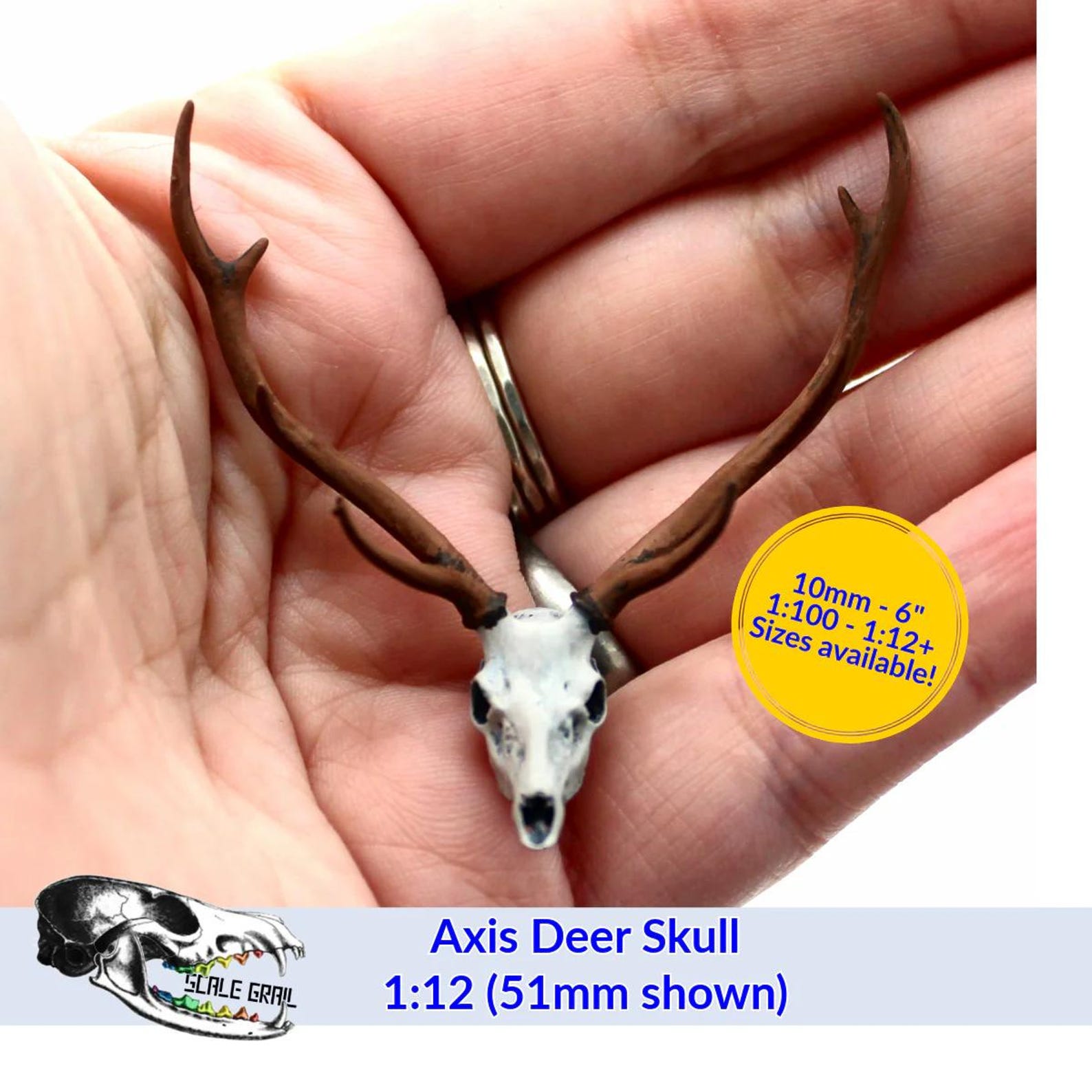 Axis Deer Skull (field Bones Core Series: Asia) Highly Detailed ...