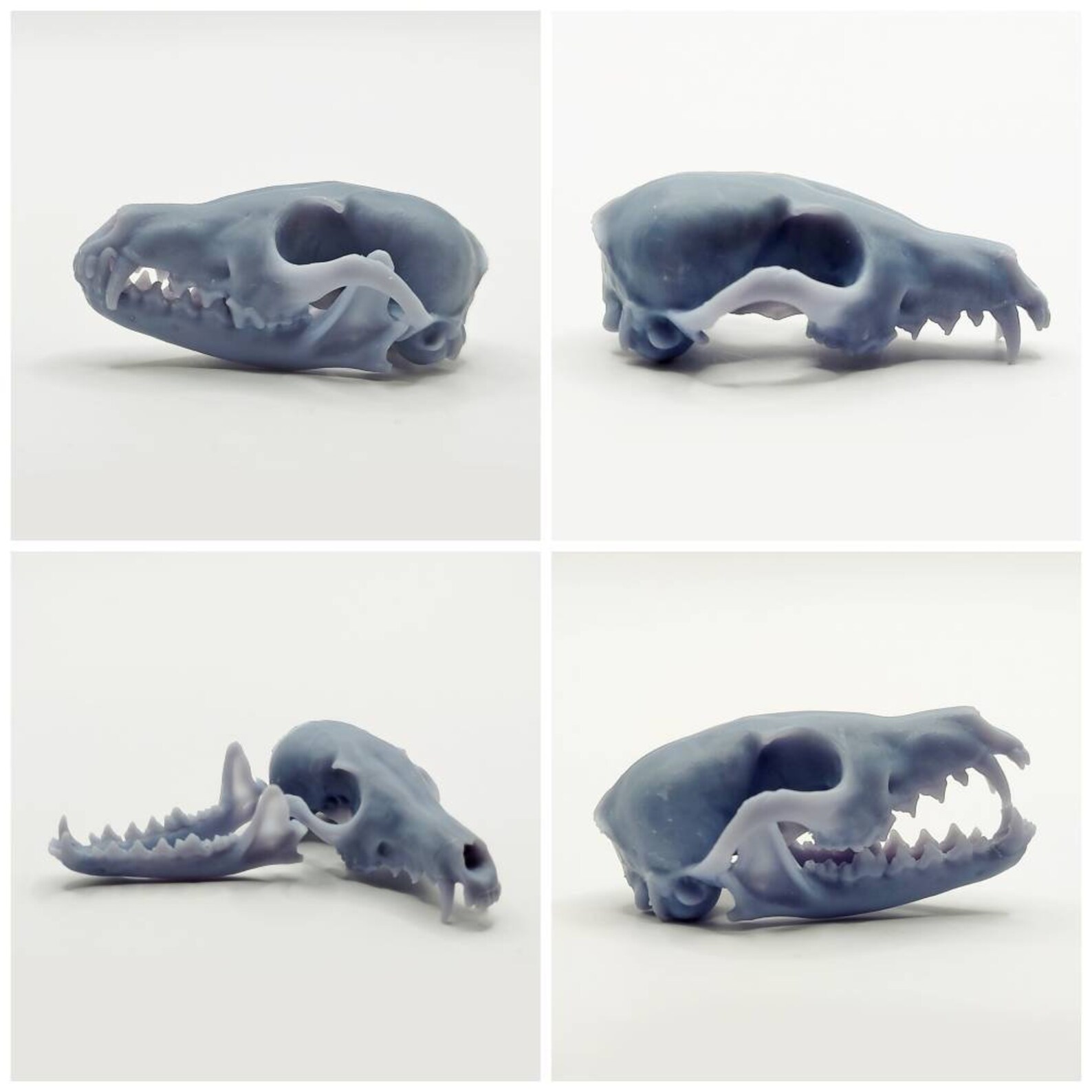 Fox Skull Cranium and Jaw 1:6 Scale Skull Replica for - Etsy