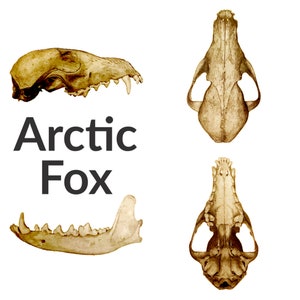 Miniature Fox Skulls (arctic Fox) - 1:24 Scale Dollhouse Diorama ...