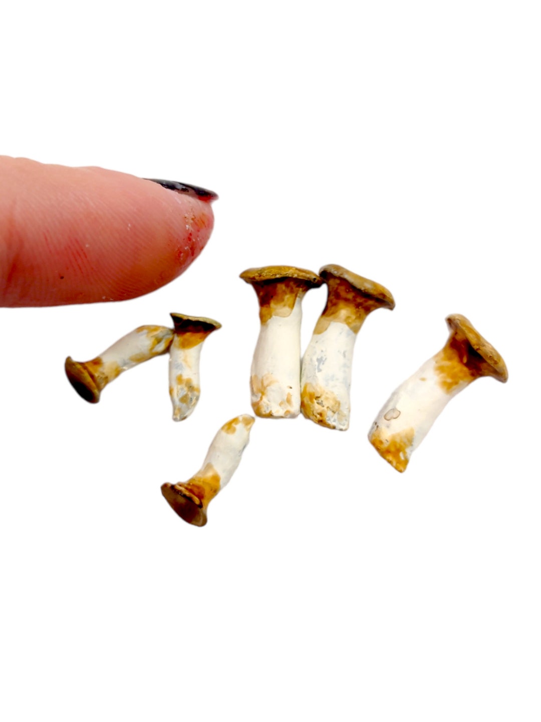 Miniature Mushrooms (trumpet) - 1:12 Scale Fungi for Diorama, Dollhouse ...