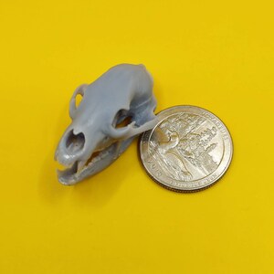 Black Bear Skull Replica 1:12 Scale Bear Skull for Diorama, Miniature ...