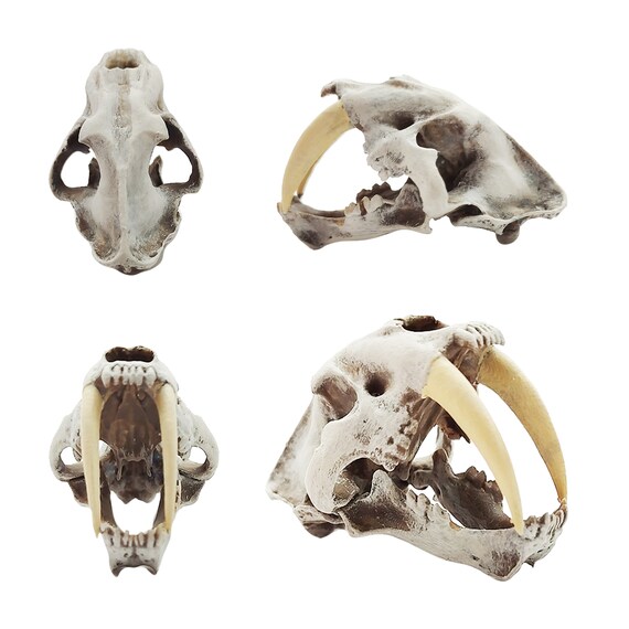 Skeleton Jaw Open