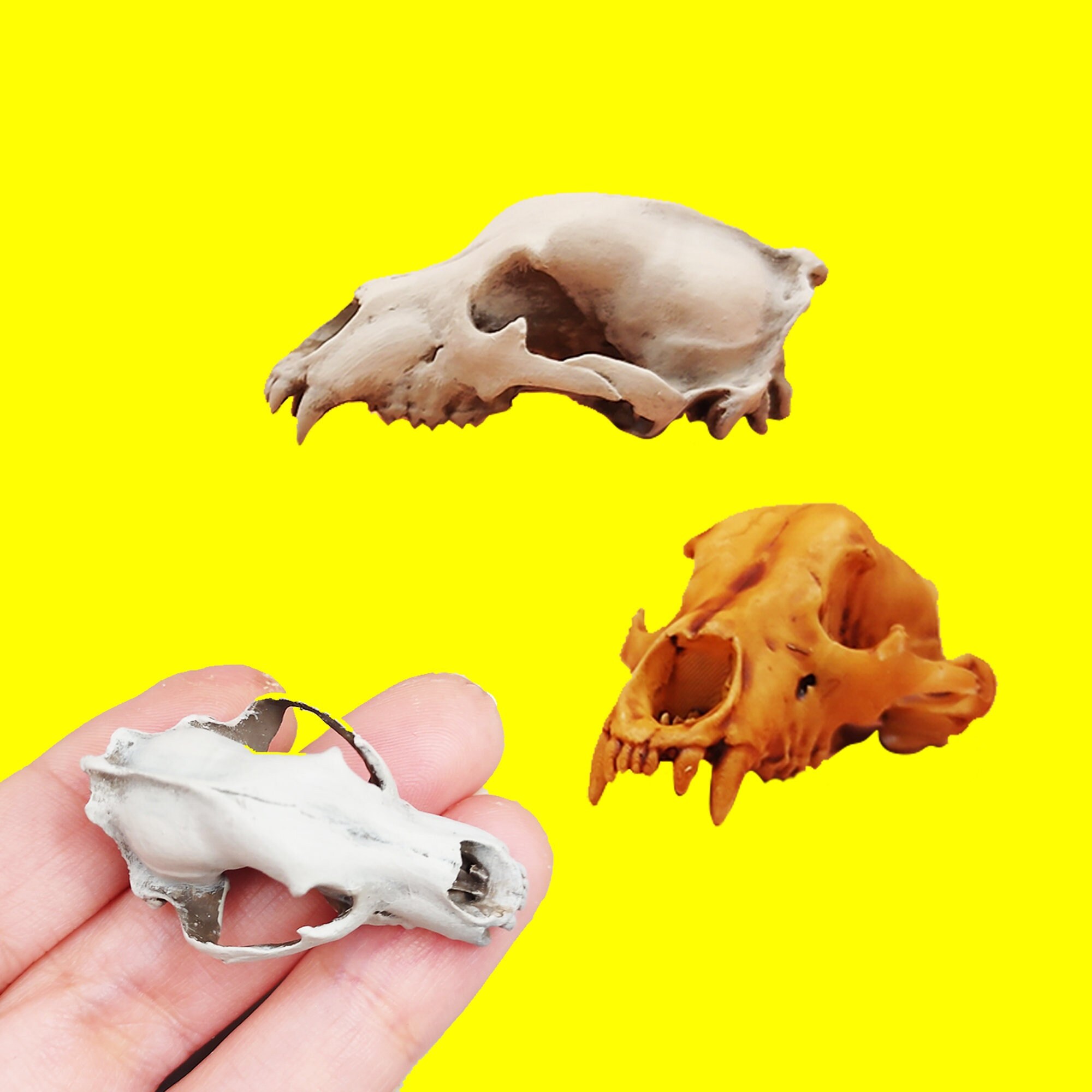 Grizzly Bear Skull