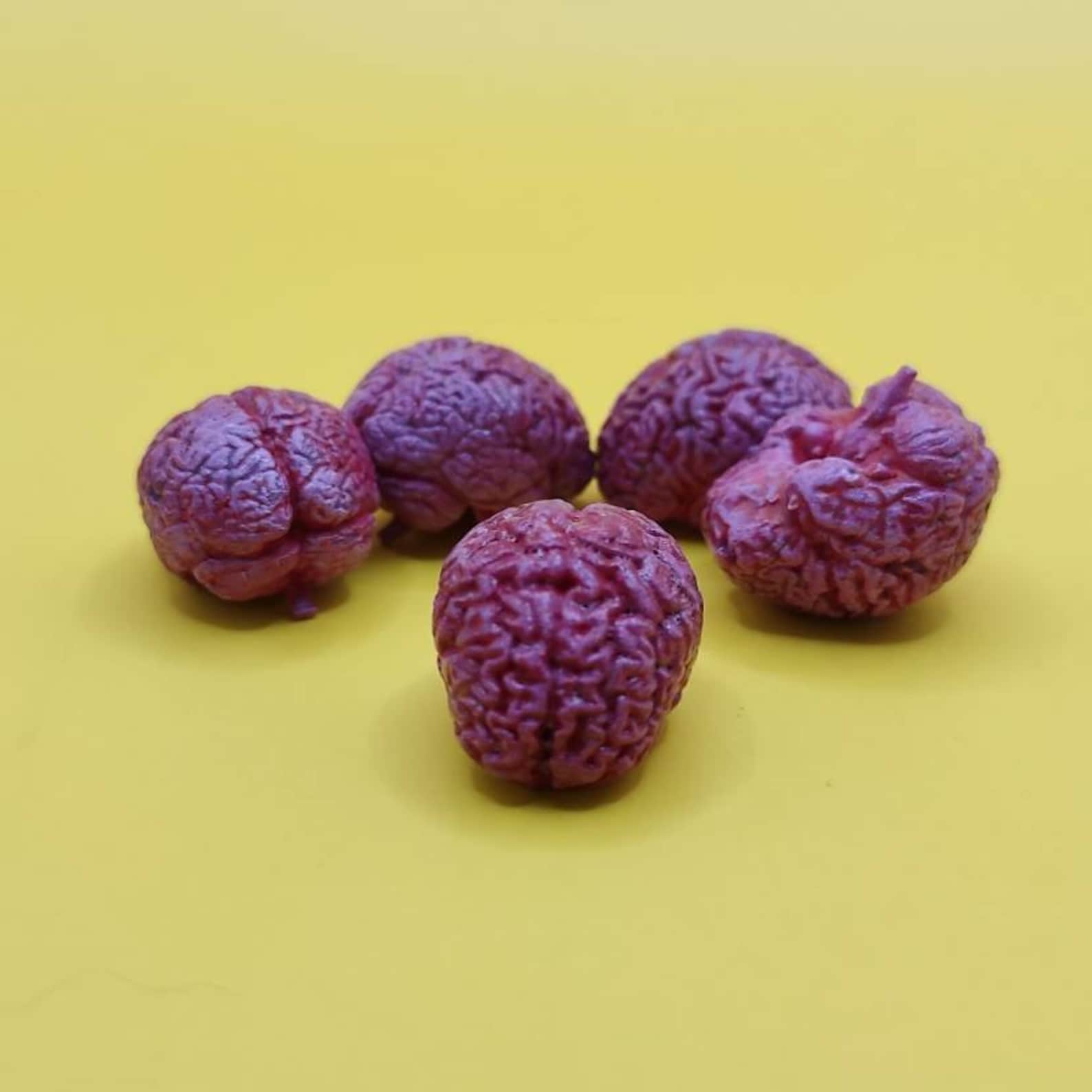 Human Brain Set of 5 Great for 1:12 Scale Dioramas Horror - Etsy